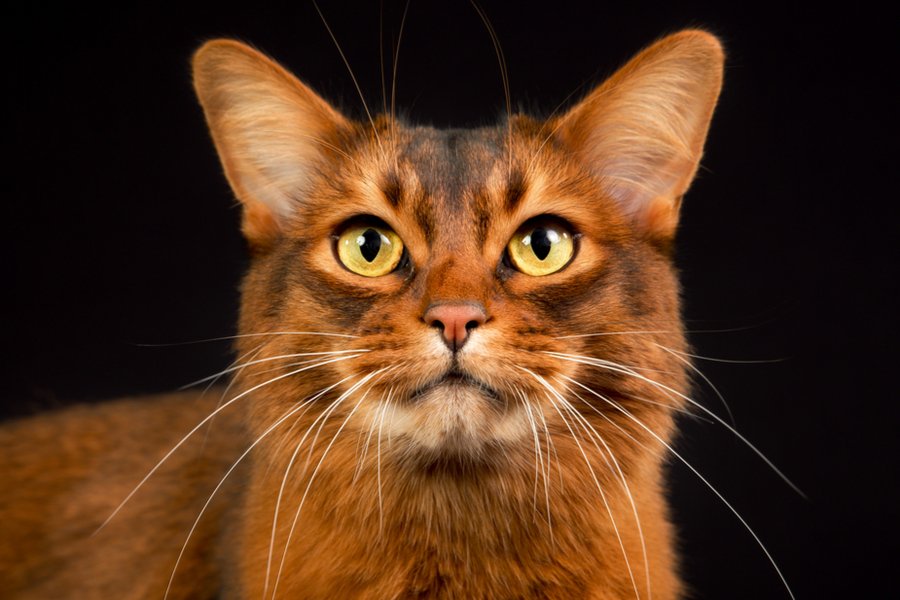 Somali Cat Breed Information | The Pedigree Paws