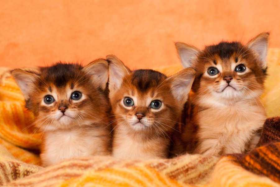 Somali Cat Breed Information | The Pedigree Paws