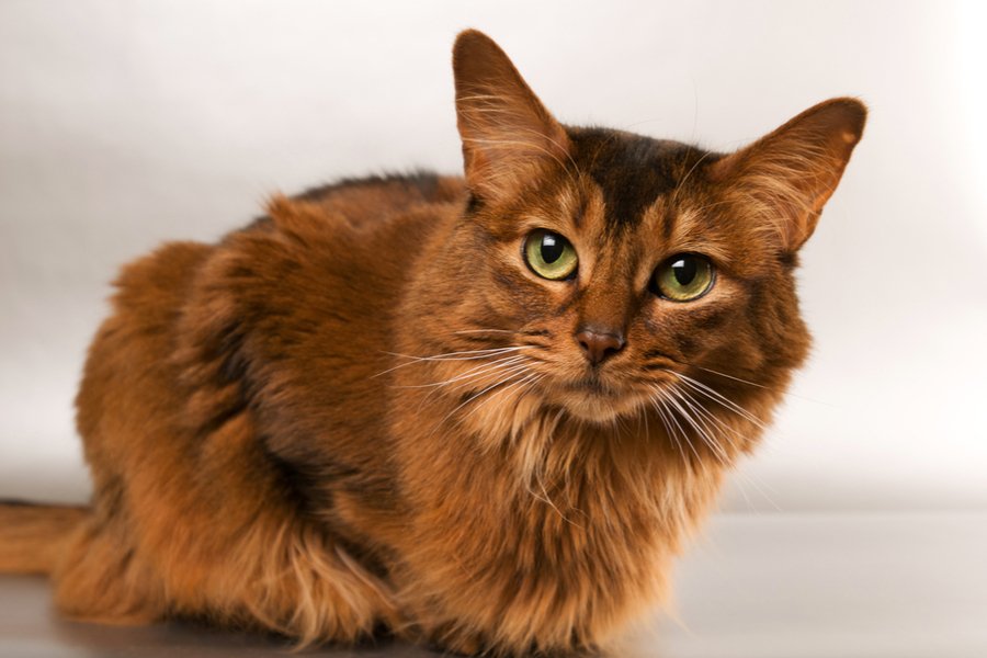 Somali Cat Breed Information | The Pedigree Paws