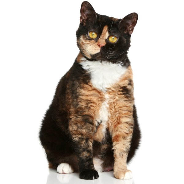 Cornish Rex Cat Breed Information | The Pedigree Paws