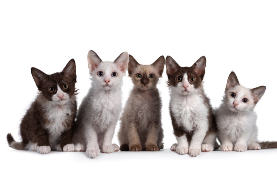 La Perm Longhair Cat Breed Information | The Pedigree Paws