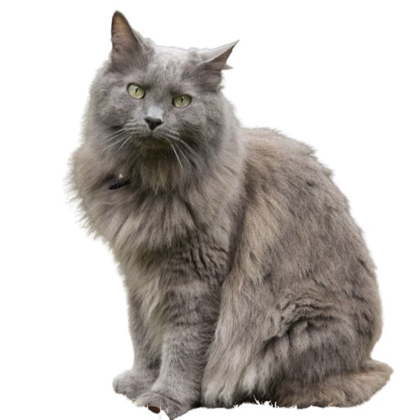 Norwegian Forest Cat Breed Information | The Pedigree Paws