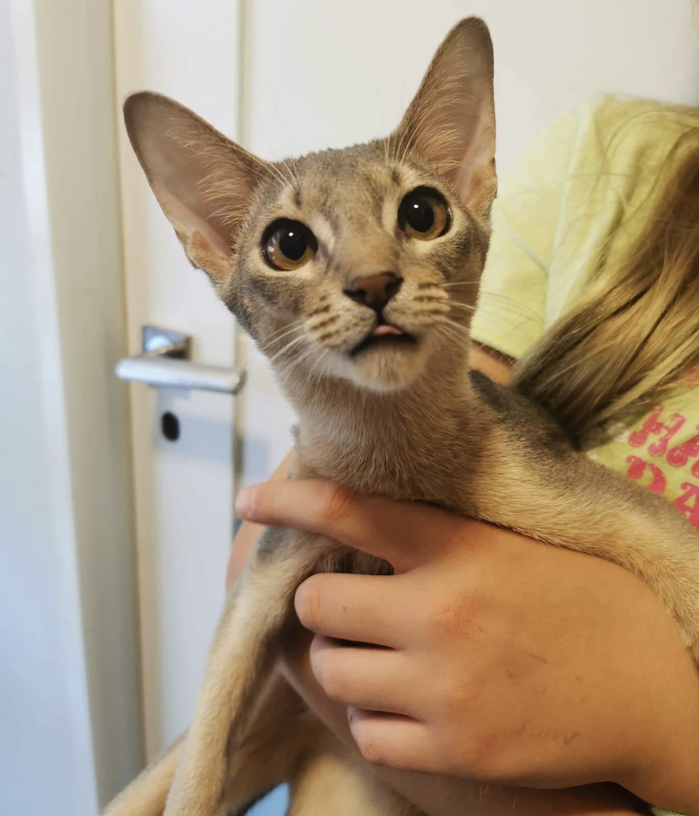 Abyssinian Cats & Kittens for Sale | The Pedigree Paws